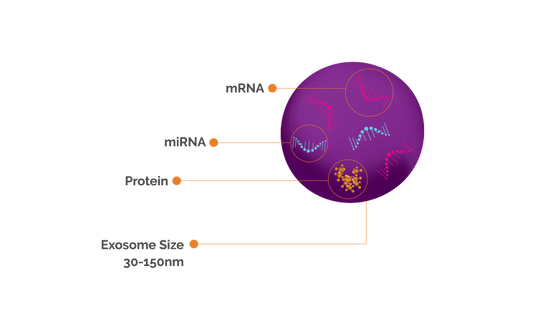 Exosome-Rich Plasma: Discover Exomine – Hawksley RegenMed